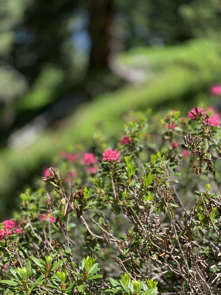 Discovering Mountain Flowers [en]
